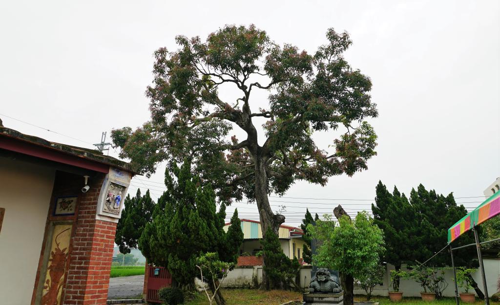 草屯鎮登瀛書院的老樹們 | 老樹資源地圖